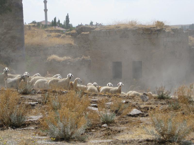 First insights into the genetic bottleneck characterizing early sheep ...